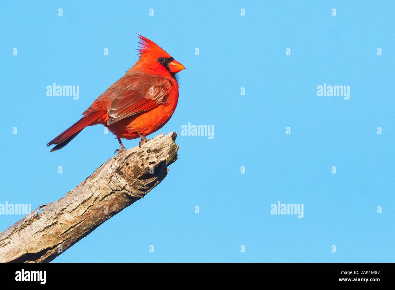 Bright male northern cardinal on perch Stock Photo - Alamy