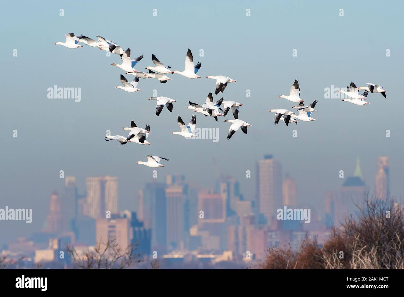 Birds flying over city hi-res stock photography and images - Alamy