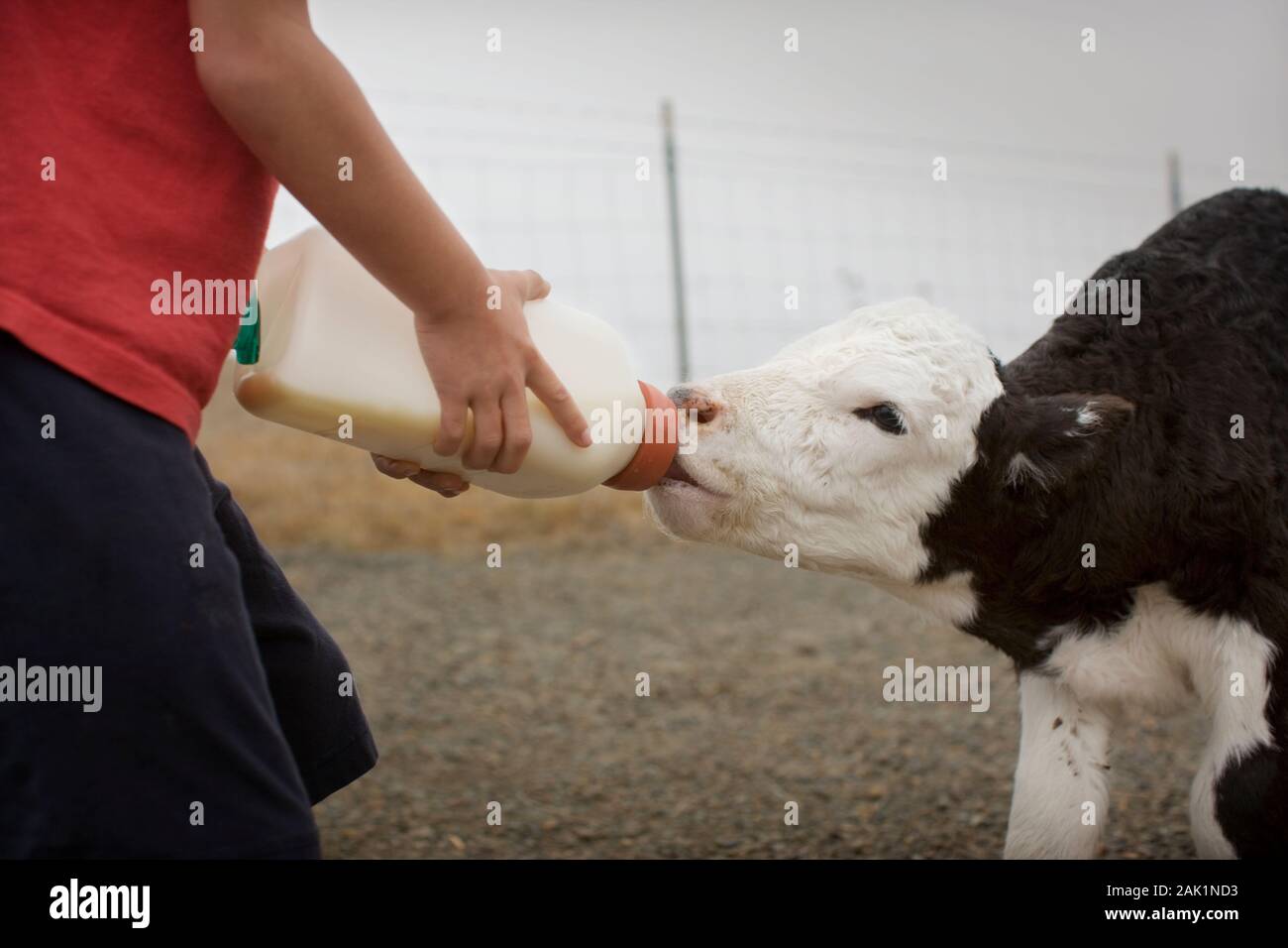 Young boy feeding milk to a young calf Stock Photo - Alamy
