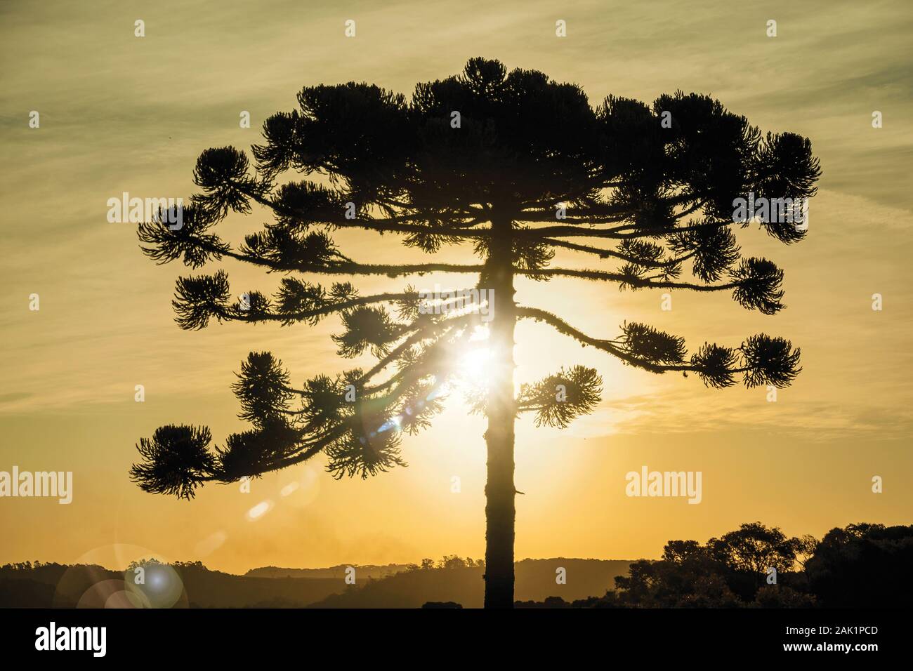 Top branches view of a pine tree silhouette on sunset in the rural ...