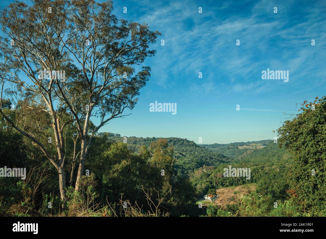 Valley with hills covered by forest, farmstead and big tree in the ...