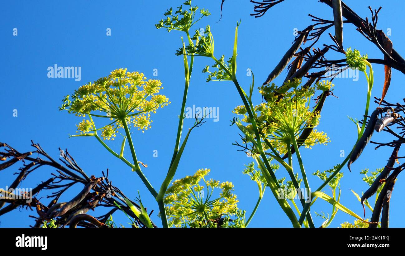 Flax seed pods hi-res stock photography and images - Alamy