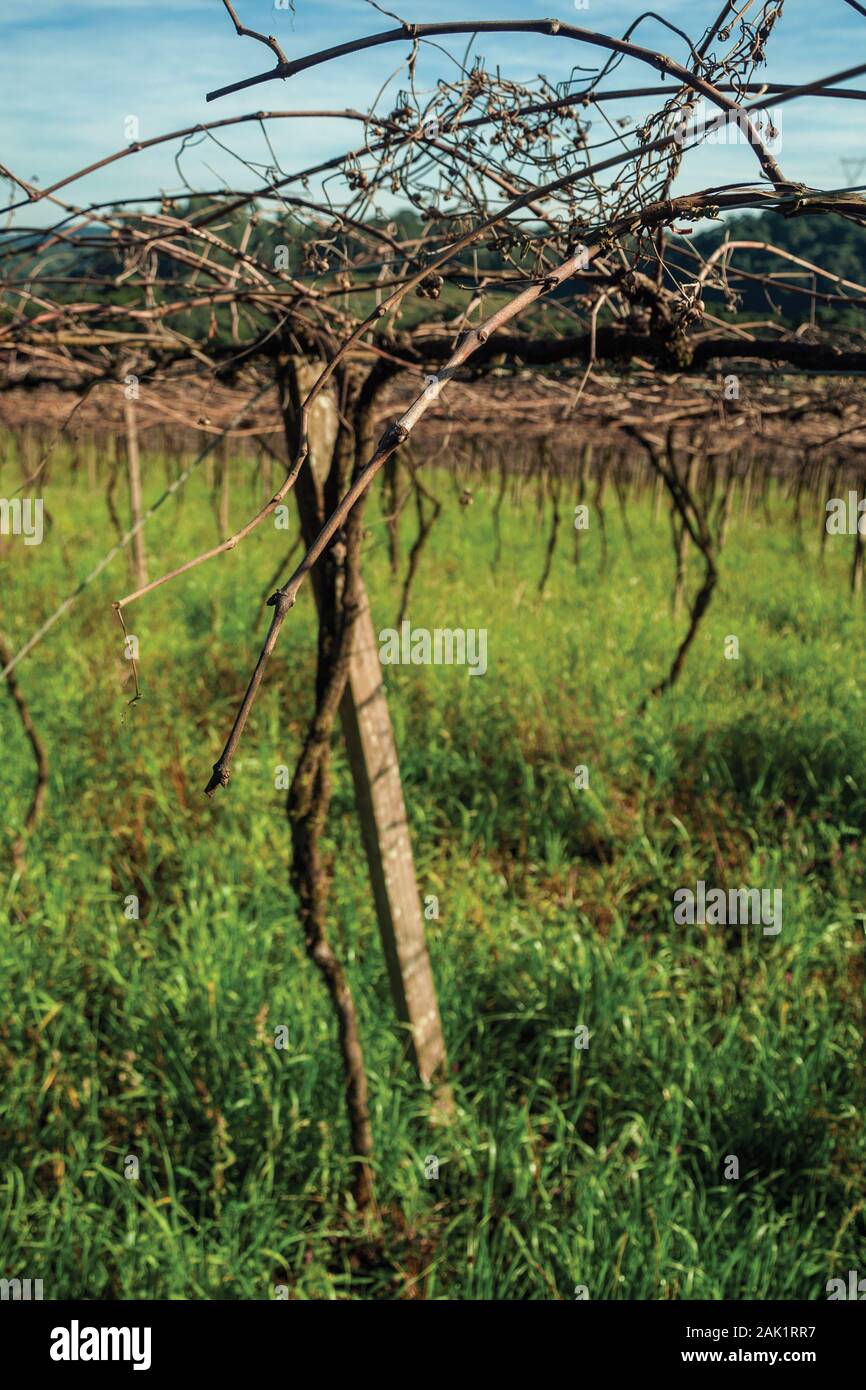 Cordon trellis hi-res stock photography and images - Alamy