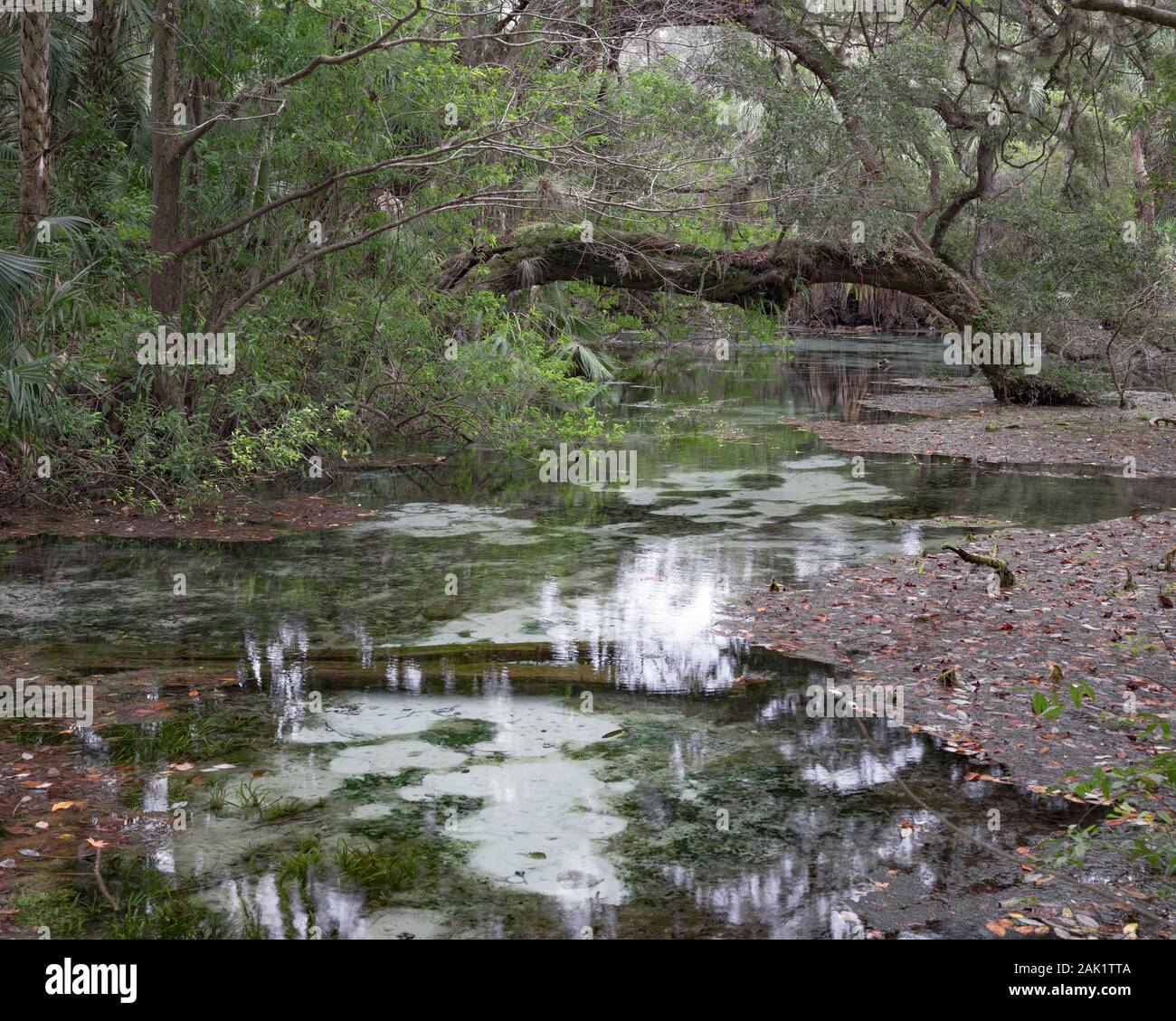 Shallow spring area. Rainbow Springs State Park. Dunnellon, FL ...