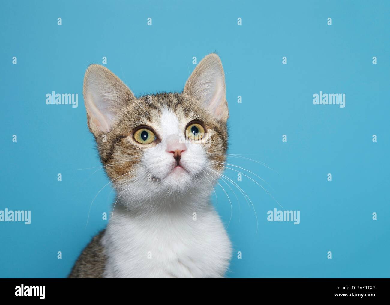Portrait of a white and tan tabby kitten looking up and slightly to ...