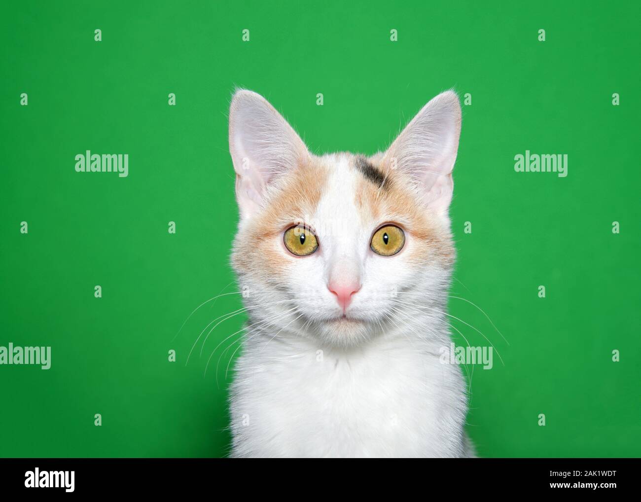 Portrait of an adorable white and buff kitten looking directly at ...