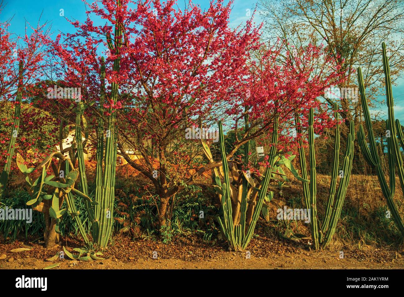 Cactus and small trees full of pink flowers at sunset near Bento ...