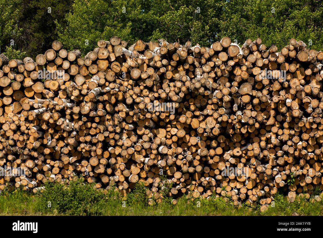 Felling and logging industry with a large pile of chopped down tree ...