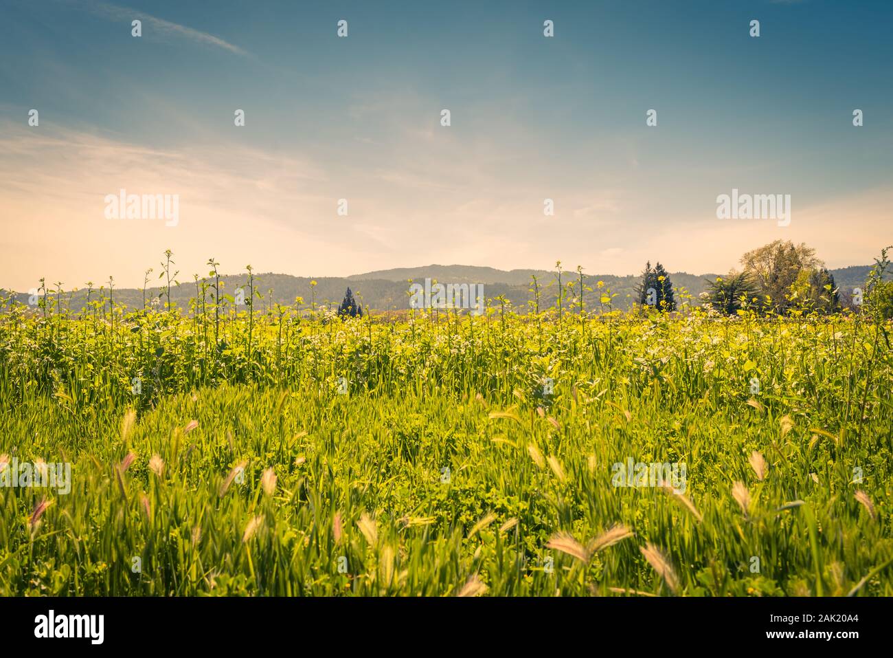 American tradicional landscape in countryside Napa Valley, Sonoma, EUA ...