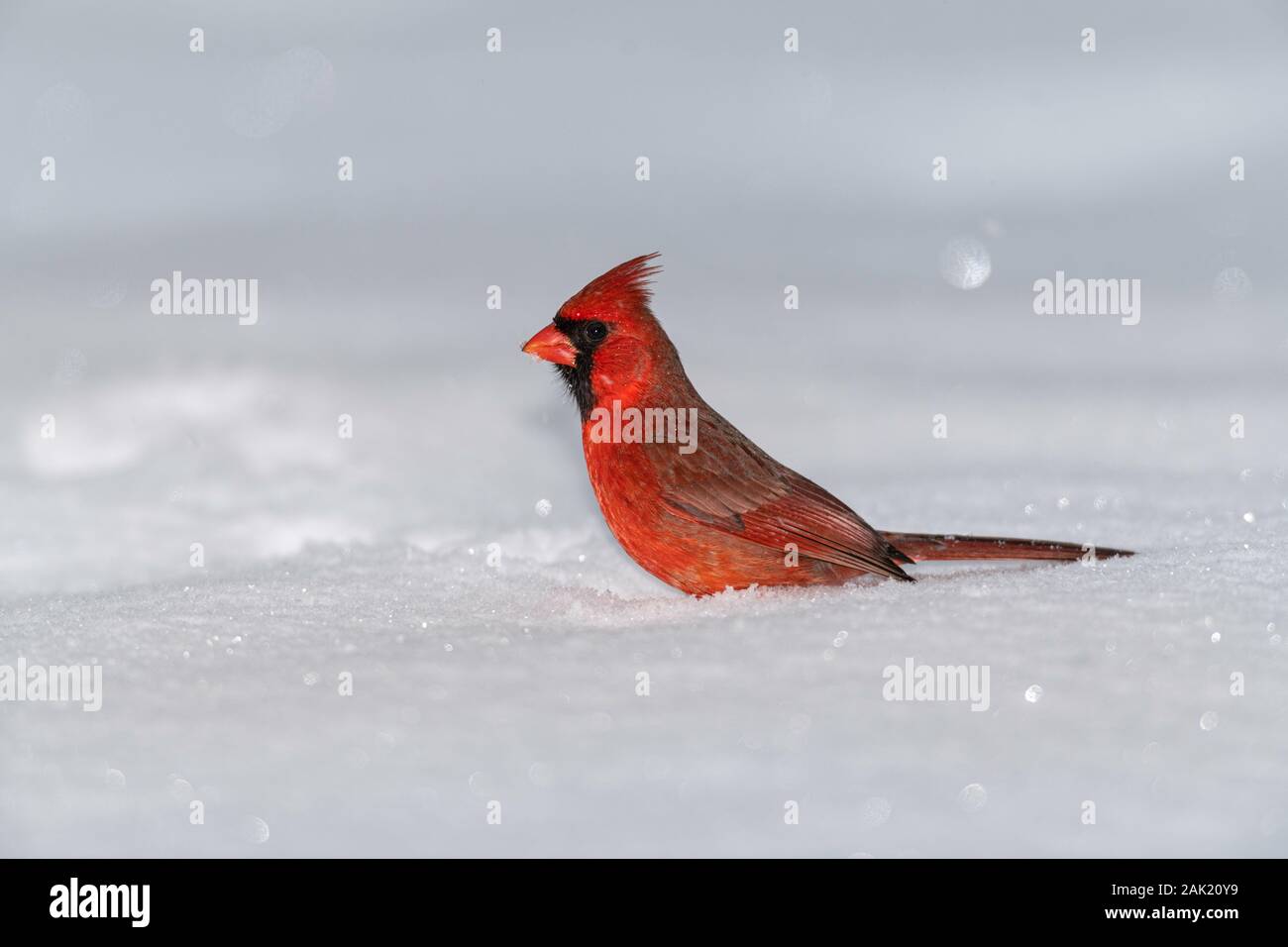 Male northern cardinal in snowy hi-res stock photography and images - Alamy