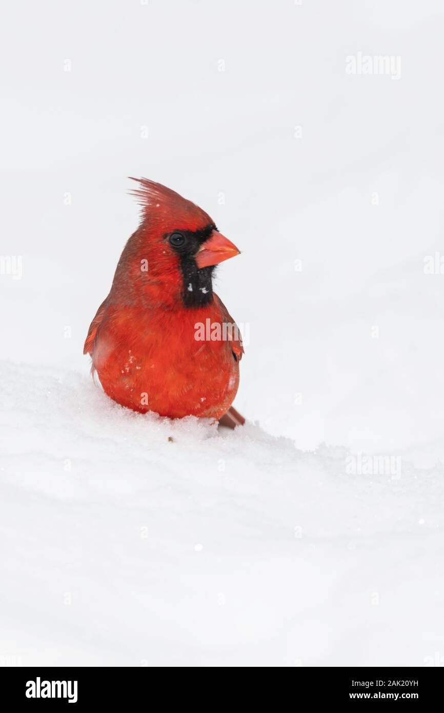 Male cardinal snow hi-res stock photography and images - Alamy