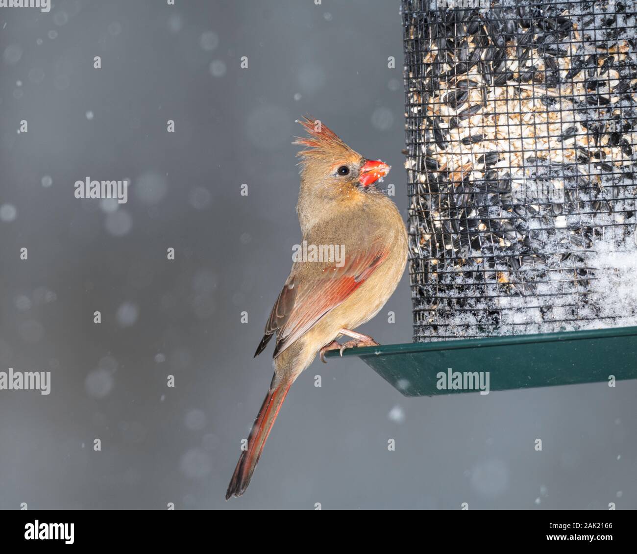 Female Northern Cardinal Stock Photo - Alamy