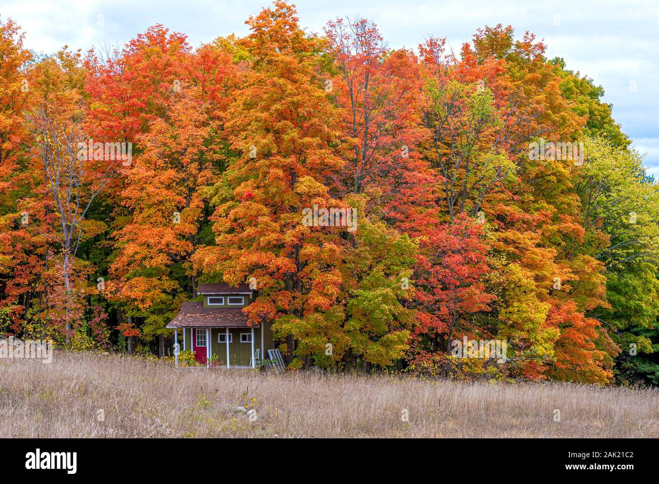 Canadian maple trees hi-res stock photography and images - Alamy