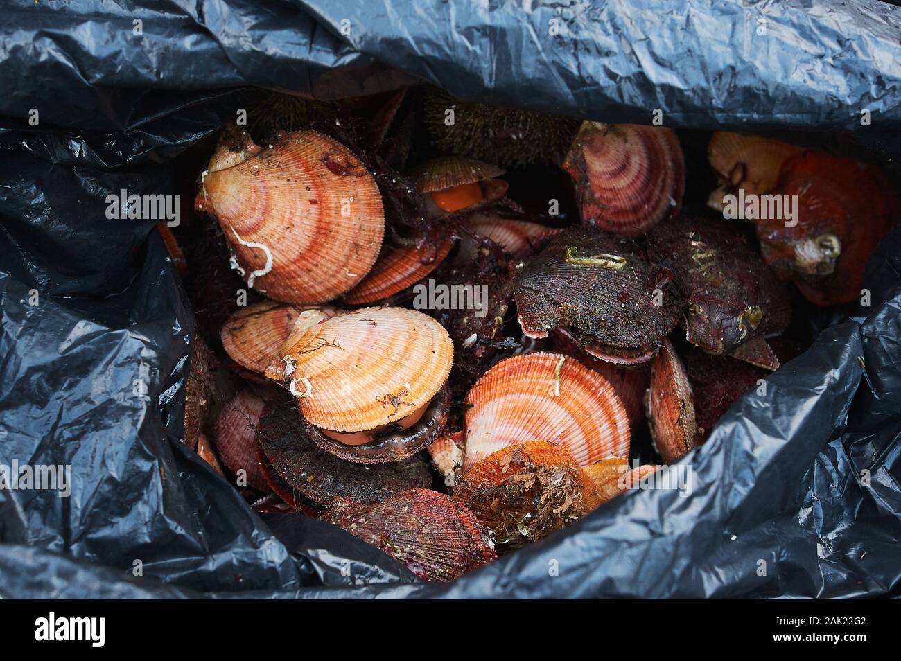 Ocean quahog shell hi-res stock photography and images - Alamy
