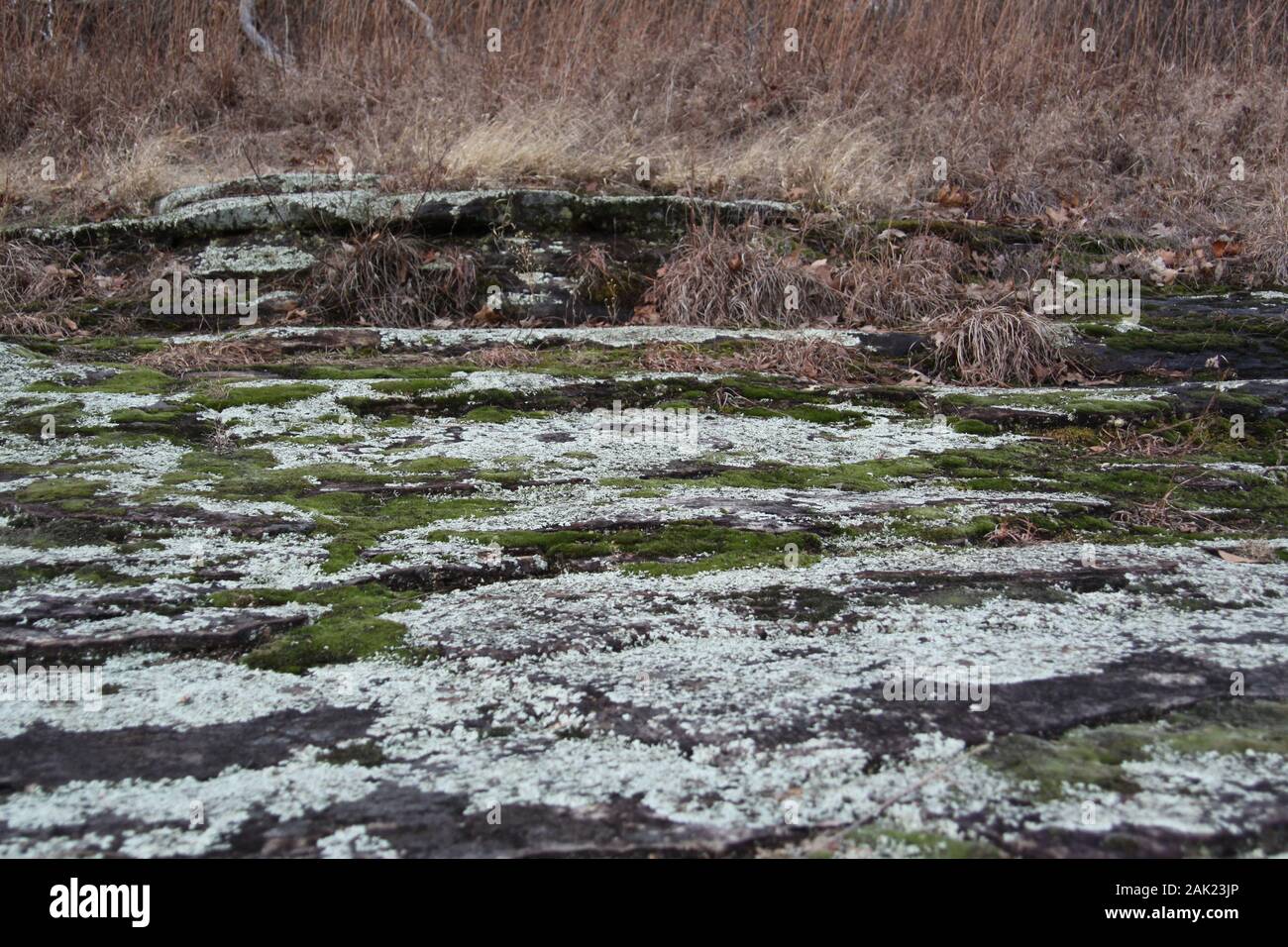 Darren moss hi-res stock photography and images - Alamy