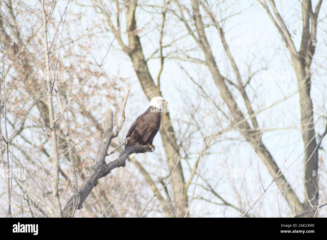 American bald eagle fishing hi-res stock photography and images - Alamy
