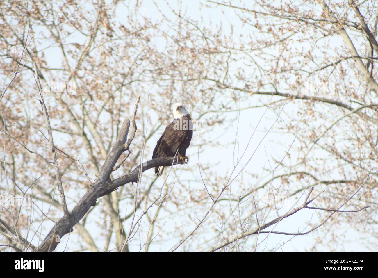 American Bald Eagle fishing along the river Slough/Slew/Slue Stock ...