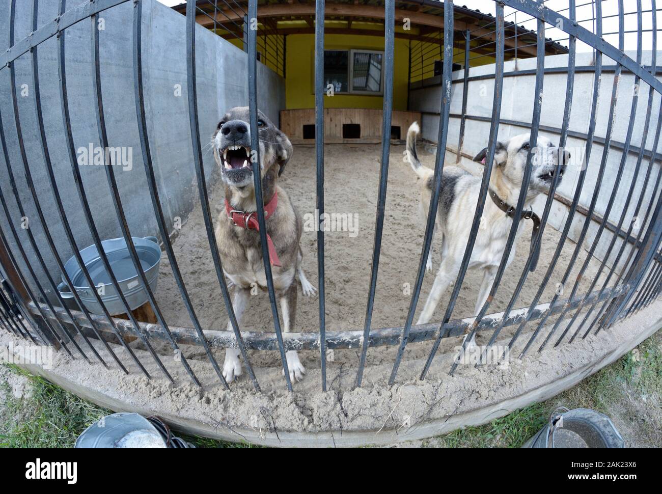 Animal abuse. Aggressive stray dog snarling, barking behind bars in the ...