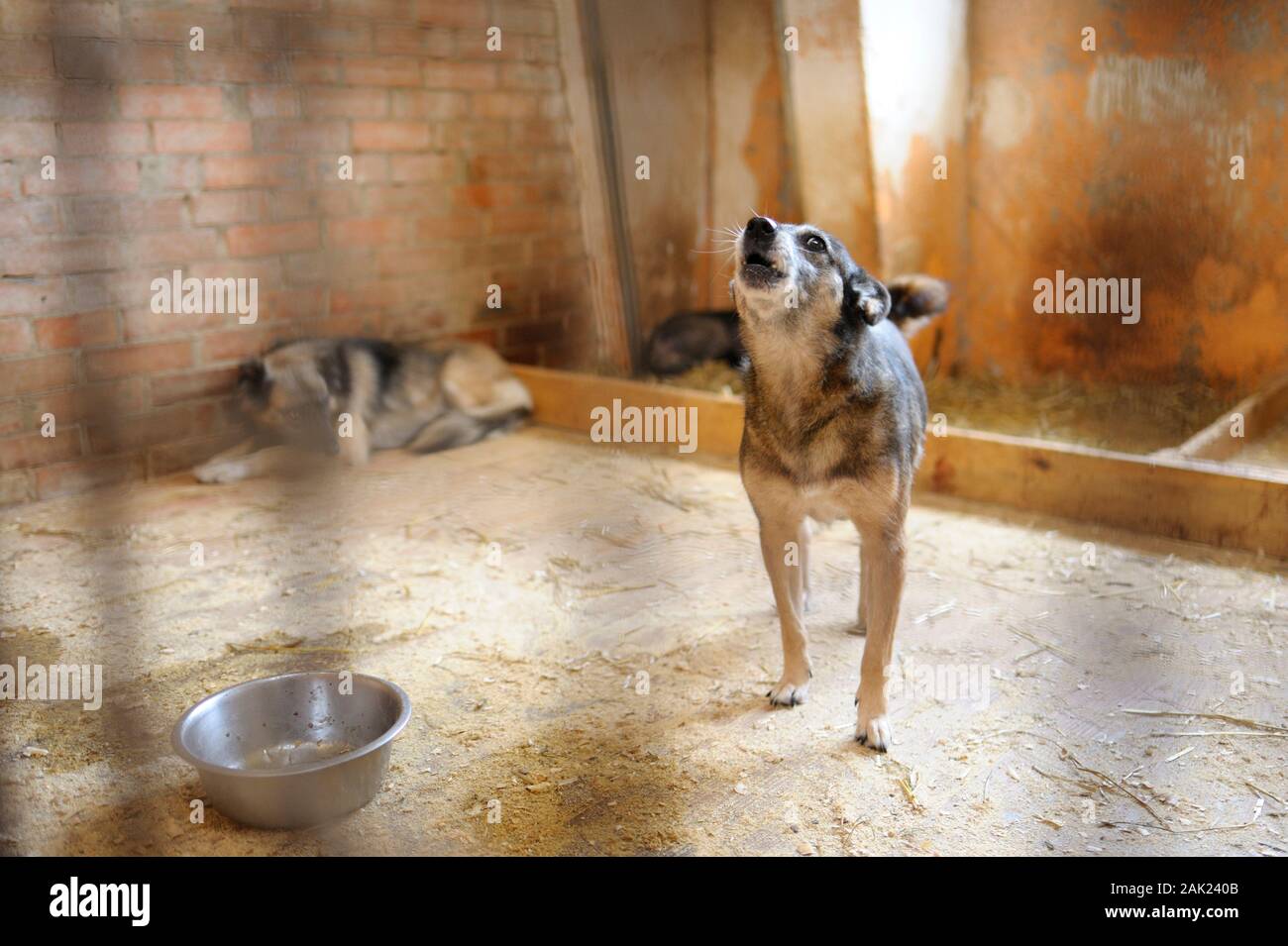 Pariahdog hi-res stock photography and images - Alamy