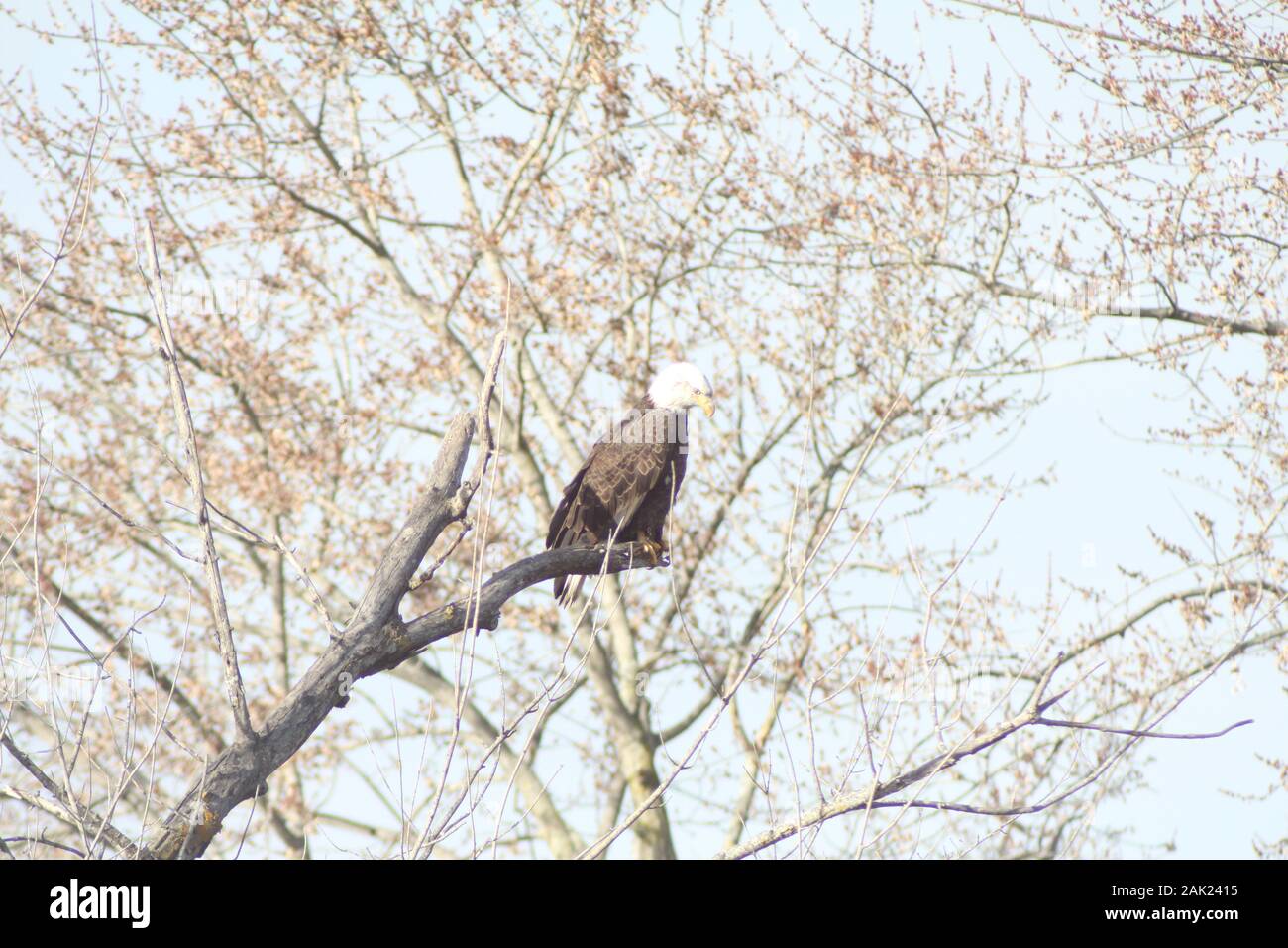American Bald Eagle fishing along the river Slough/Slew/Slue Stock ...