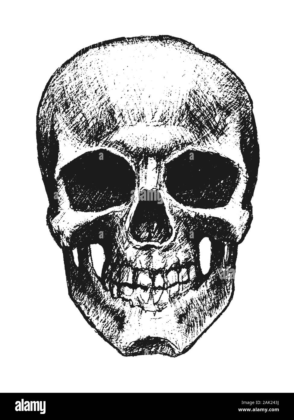 Vector hand drawn skull Stock Vector Image & Art - Alamy