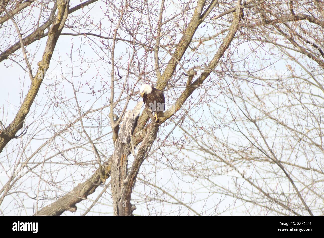 American Bald Eagle fishing along the river Slough/Slew/Slue Stock ...