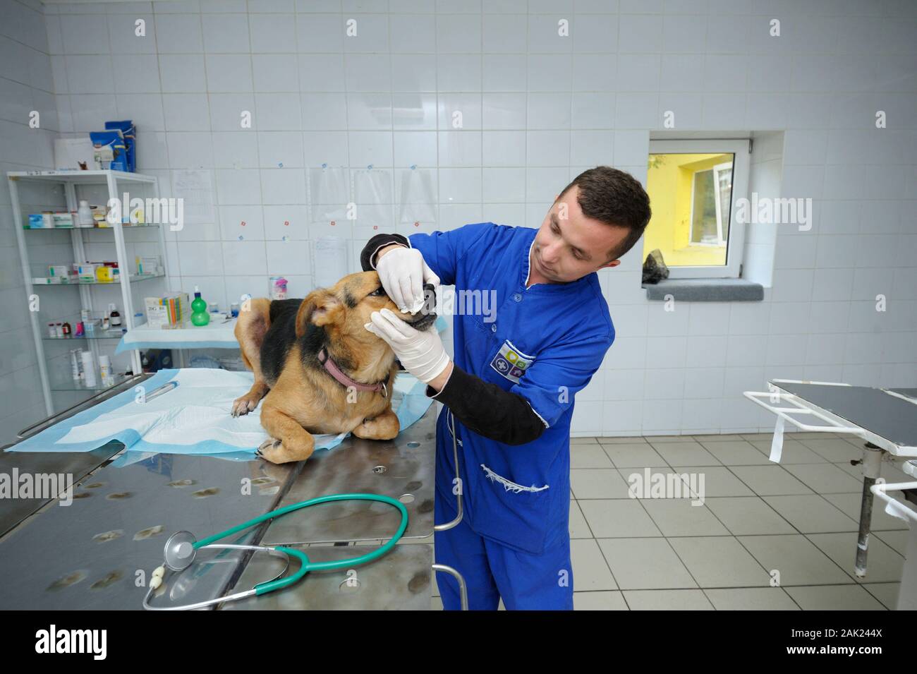 Veterinary Office Stock Photos & Veterinary Office Stock Images - Alamy