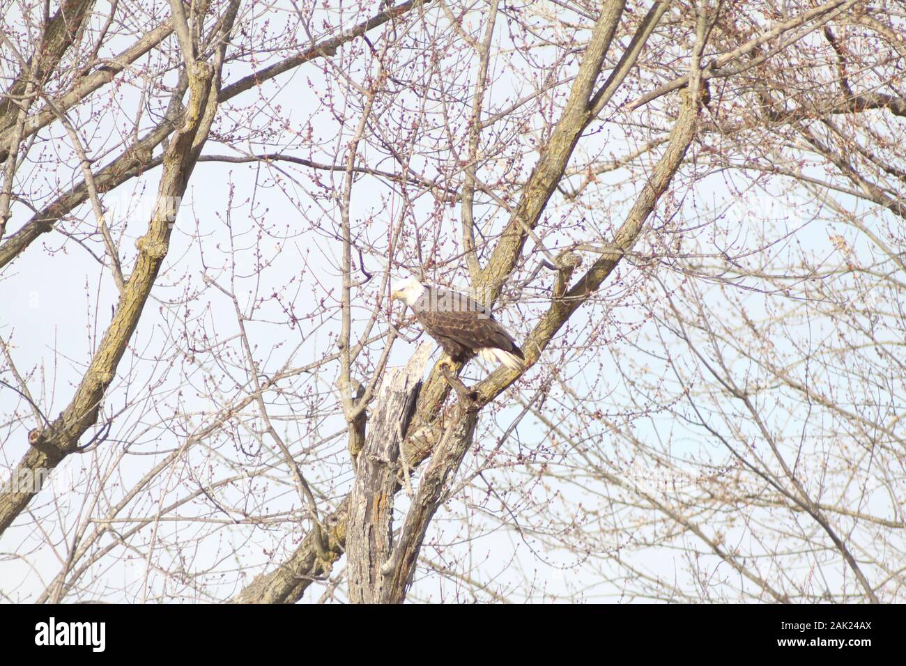 American Bald Eagle fishing along the river Slough/Slew/Slue Stock ...