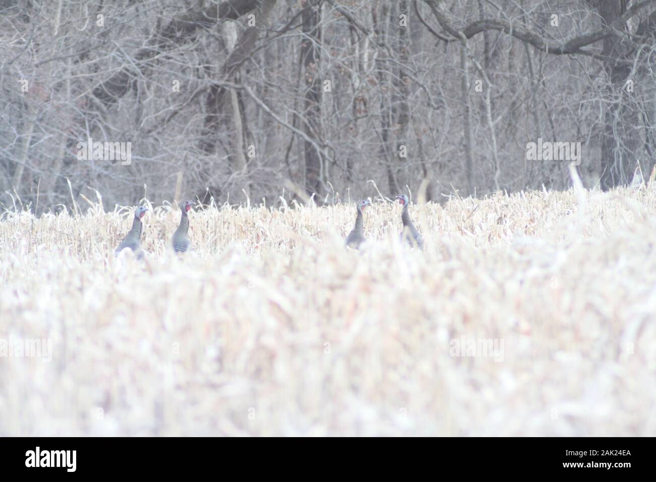 Northern Missouri Wild Turkey Stock Photo - Alamy