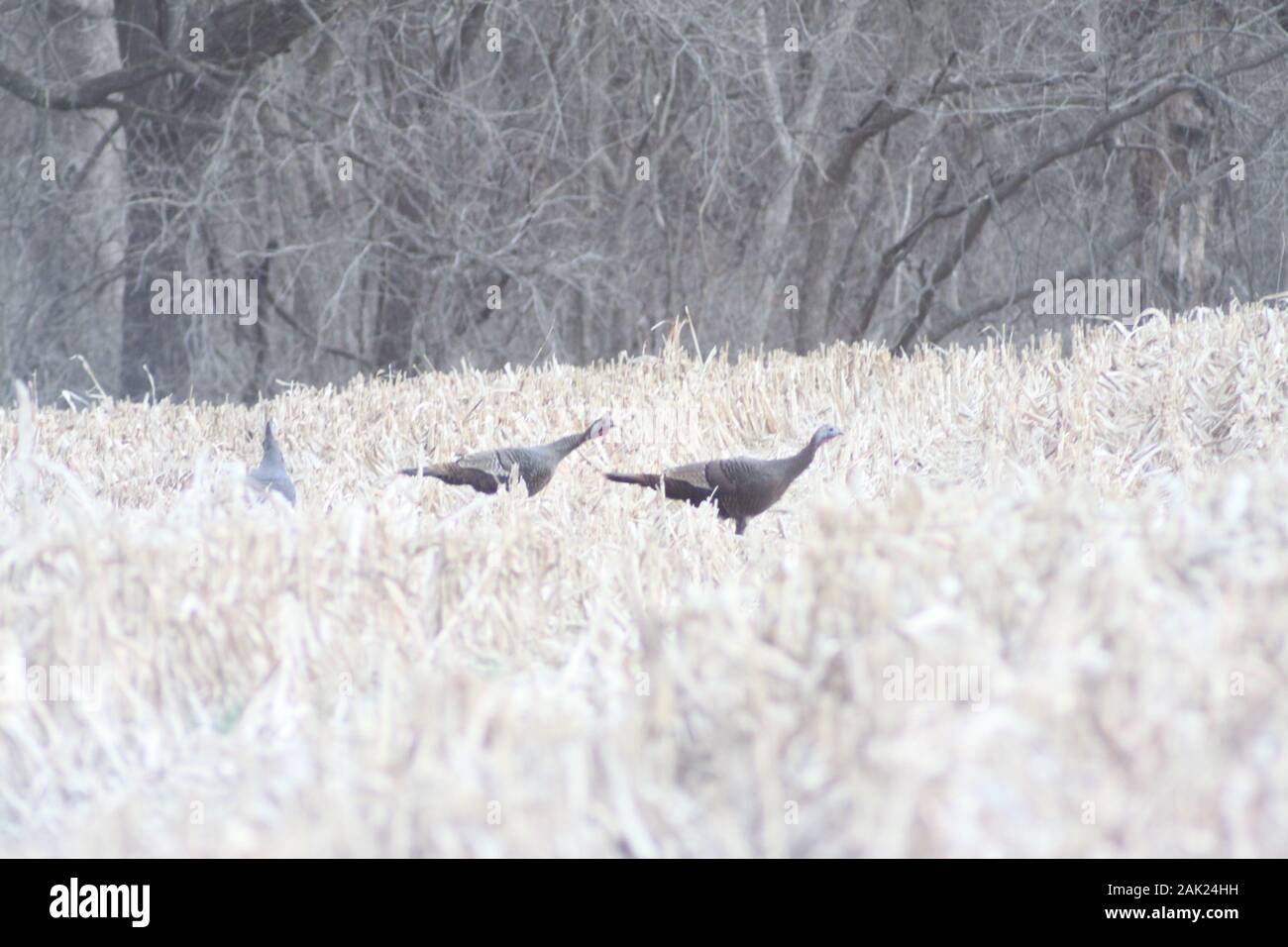 Northern Missouri Wild Turkey Stock Photo - Alamy