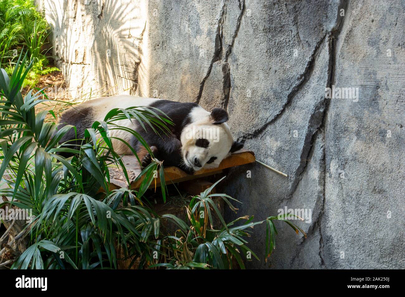 Panda bear laying down resting and looking Stock Photo - Alamy