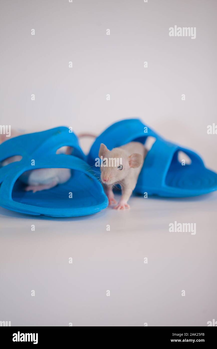 out of place concept. error in shoe size. too large Stock Photo - Alamy