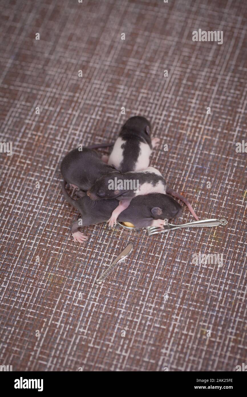 baby rats are small children. cute kids mouse. tailed family. children ...