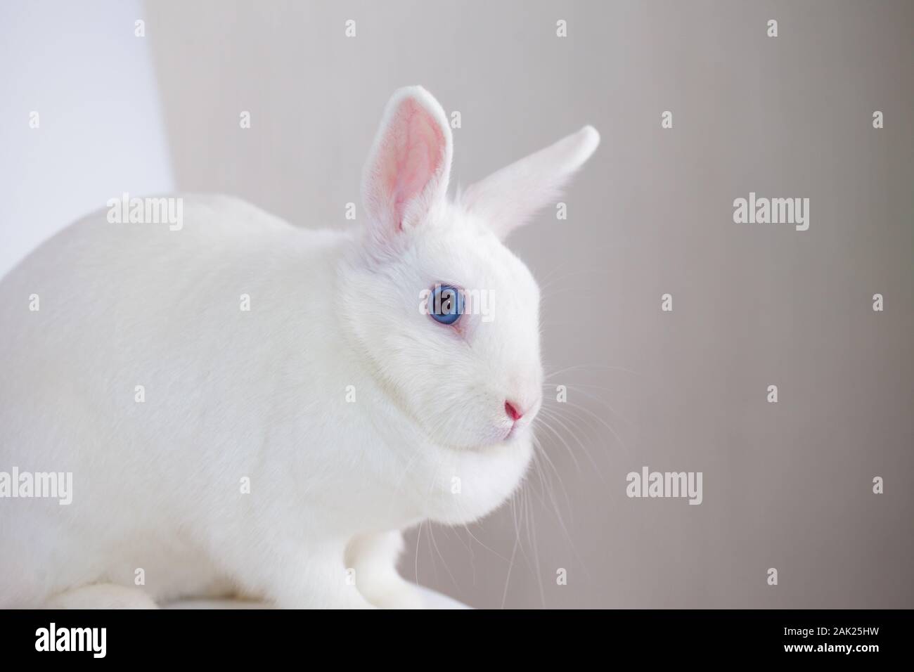 The hare is blue-eyed and white. fabulous bunny on a white background ...