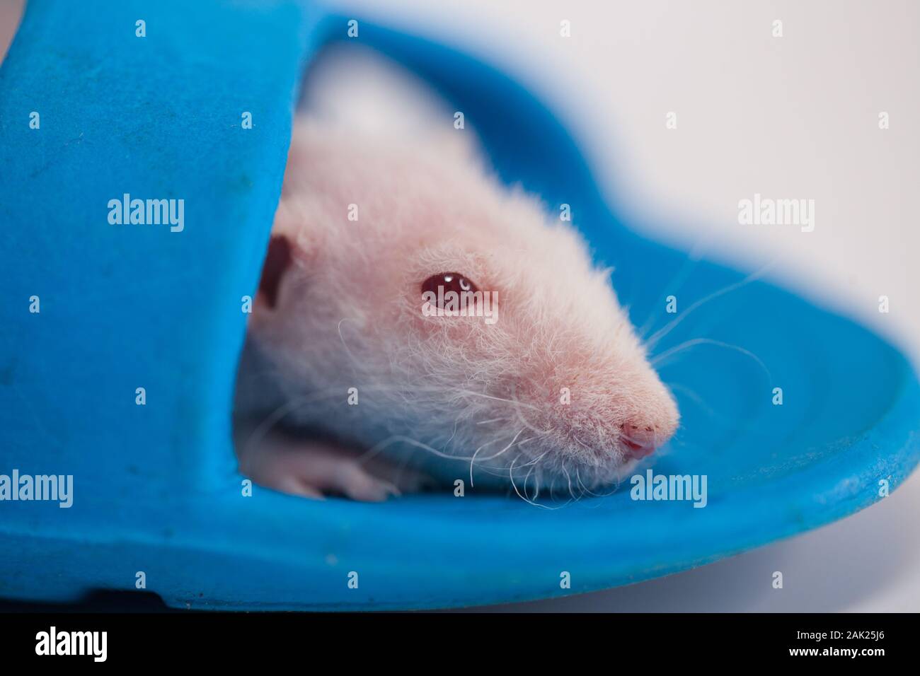 illness concept. the rat is not feeling well. lies and rests in a house ...