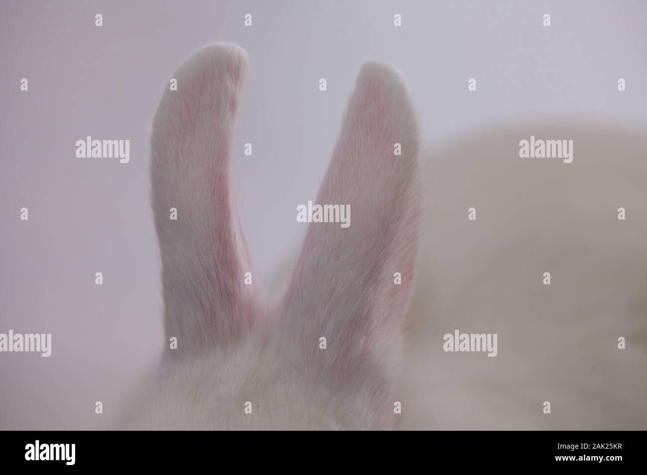 fear concept, little white rabbit and his ears Stock Photo - Alamy