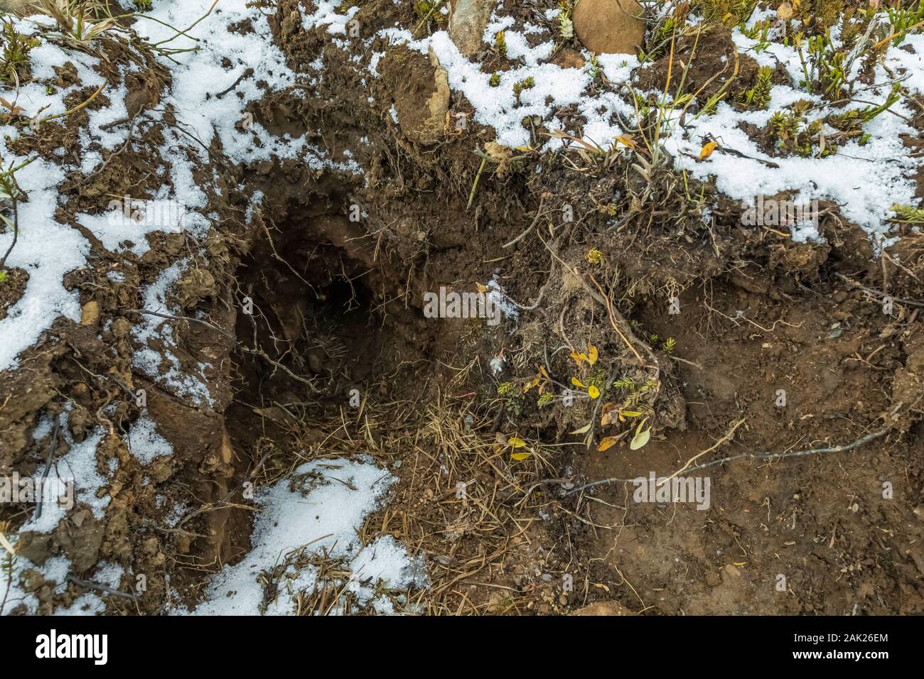 Hibernating bear hi-res stock photography and images - Alamy