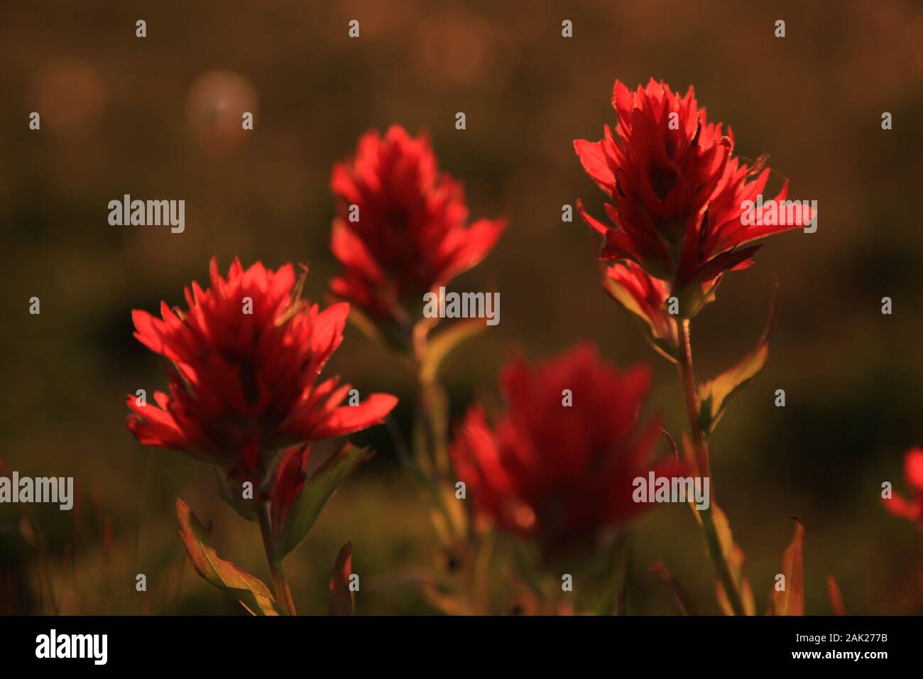 Backlit photographs hi-res stock photography and images - Alamy