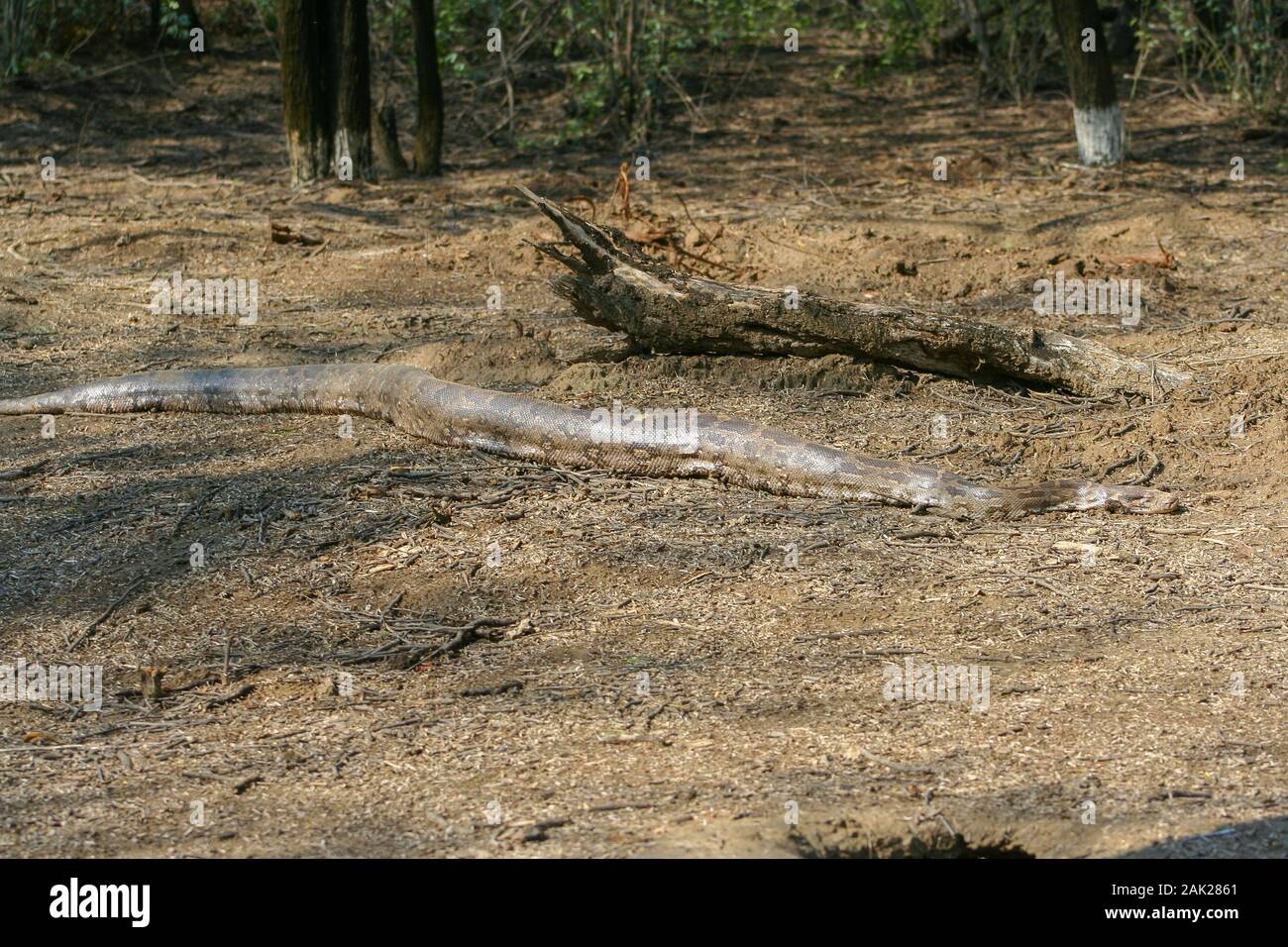 Indian rock python hi-res stock photography and images - Alamy