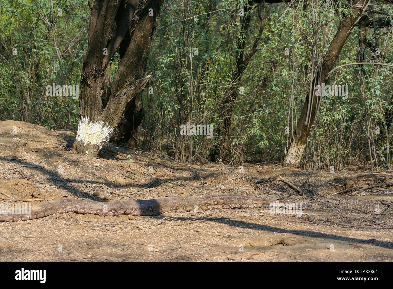 Indian rock python hi-res stock photography and images - Alamy