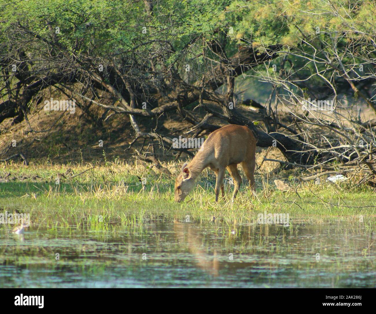 Sambar Deer drinking water - photographed in Bharatpur Bird Sanctuary ...