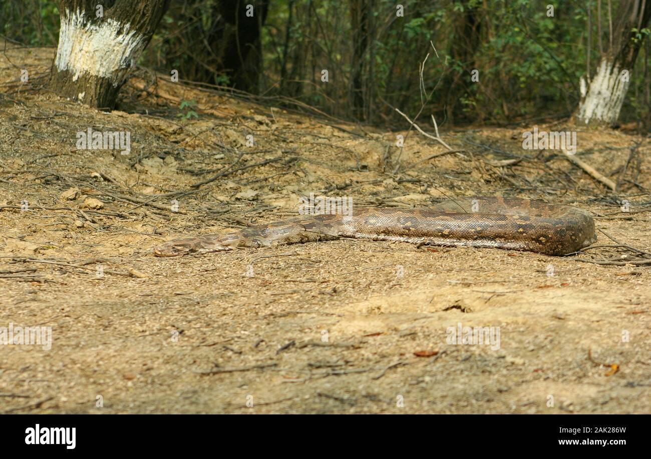 Indian Rock Python basking in the sun in Bharatpur Bird Sanctuary ...