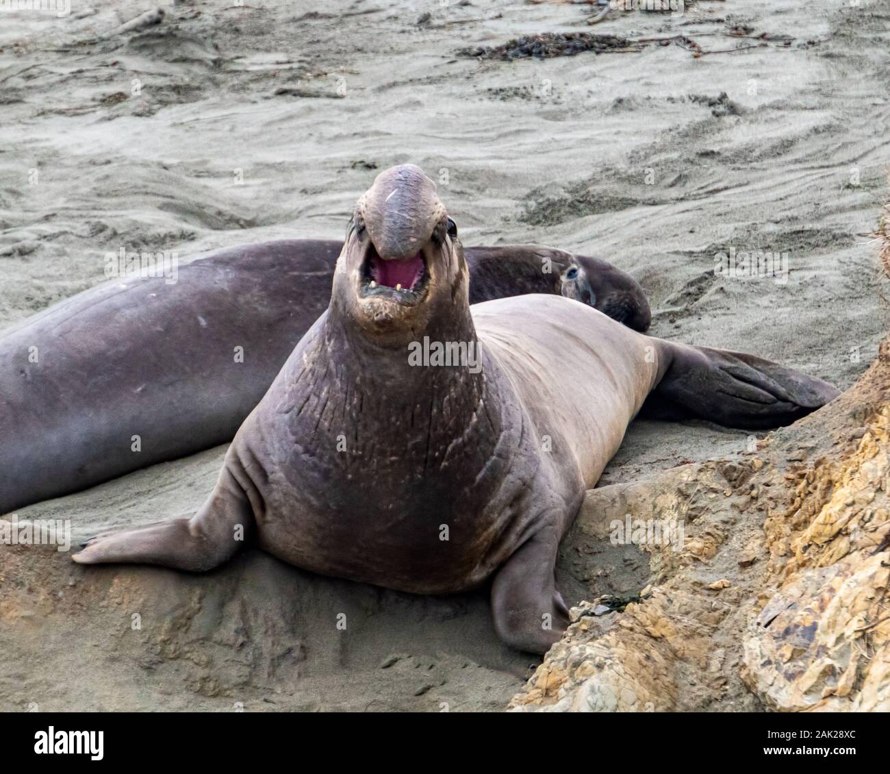 ( Mirounga angustirostris) Scene from the Northern Elephant Seal ...