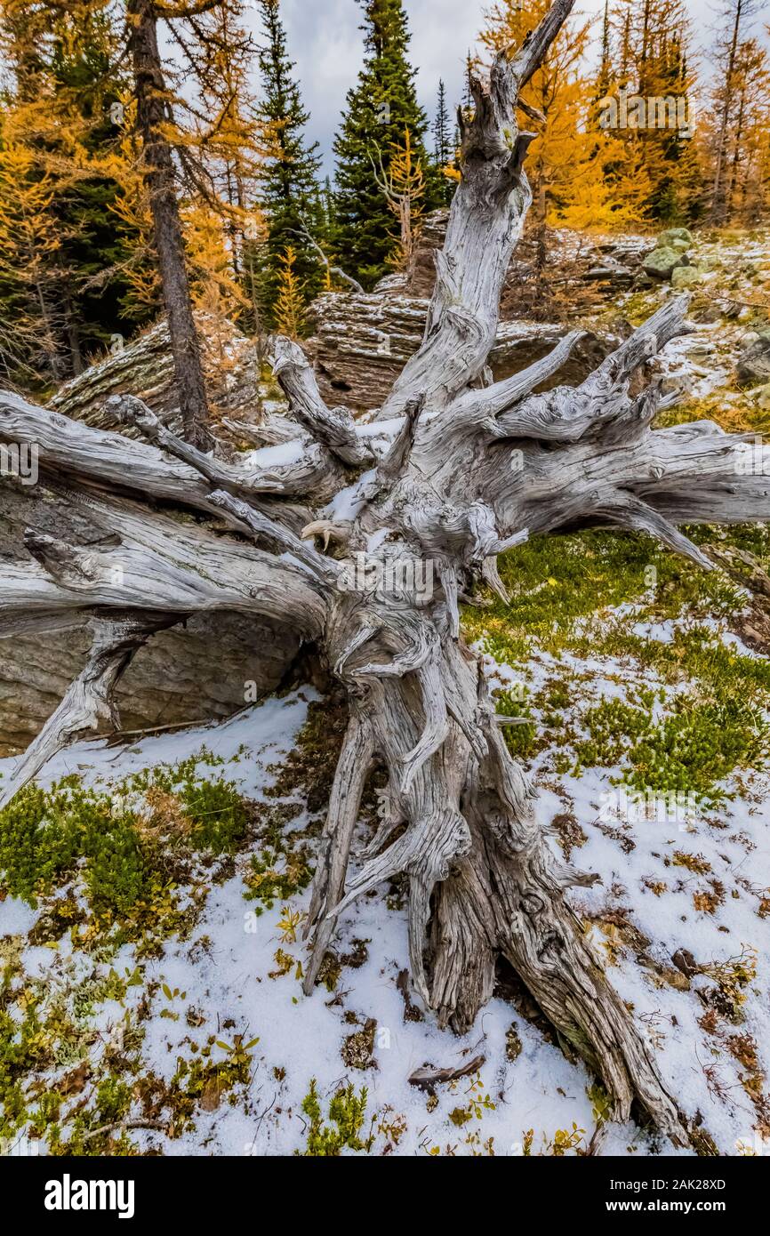 Views along Lake McArthur Trail, including golden Alpine Larches, Larix ...