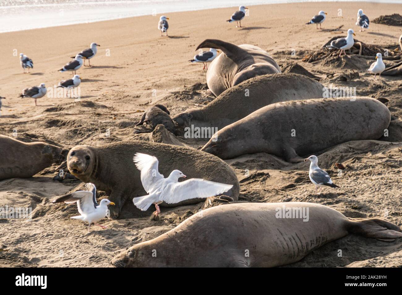( Mirounga angustirostris) Scene from the Northern Elephant Seal ...
