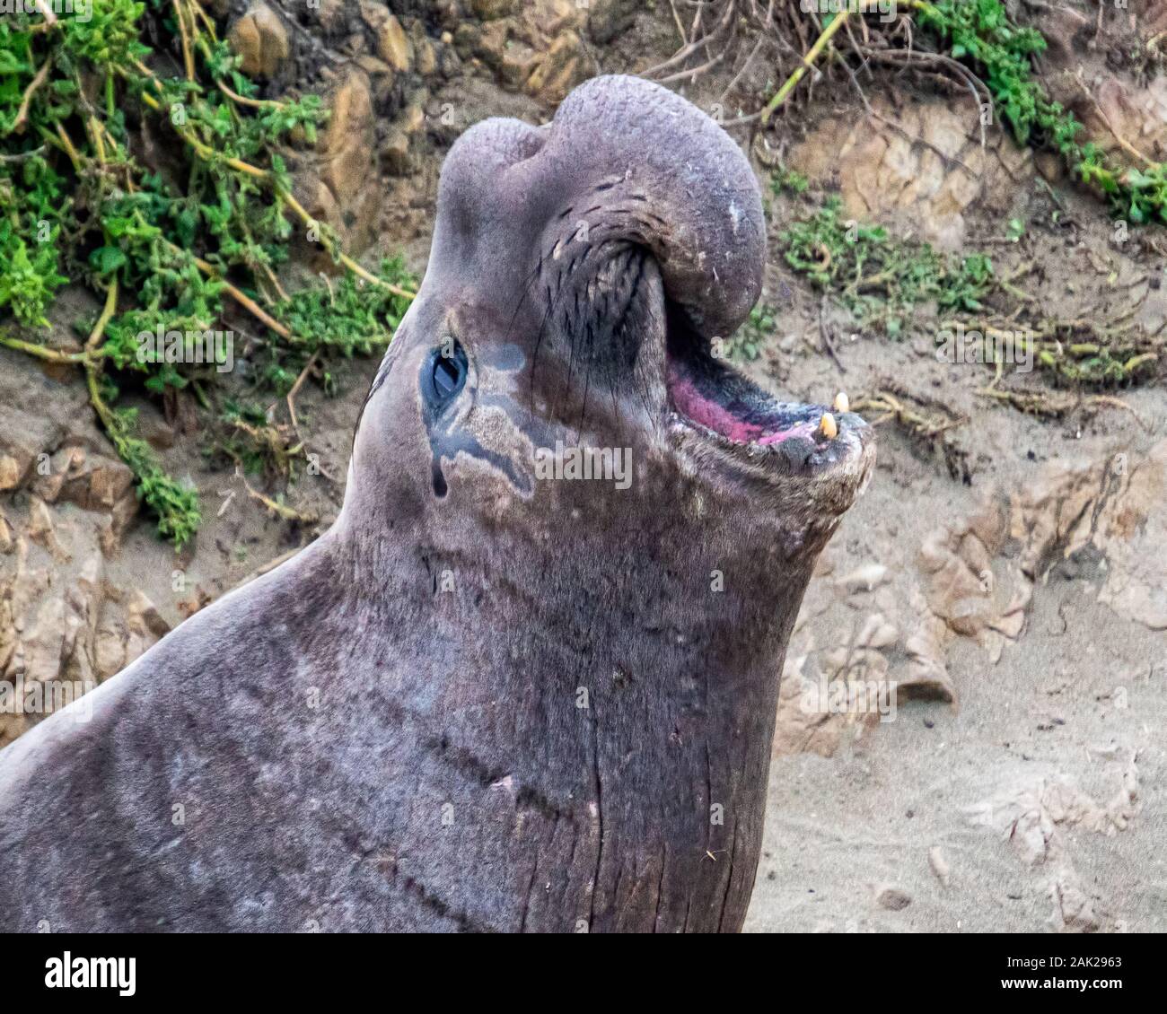( Mirounga angustirostris) Scene from the Northern Elephant Seal ...