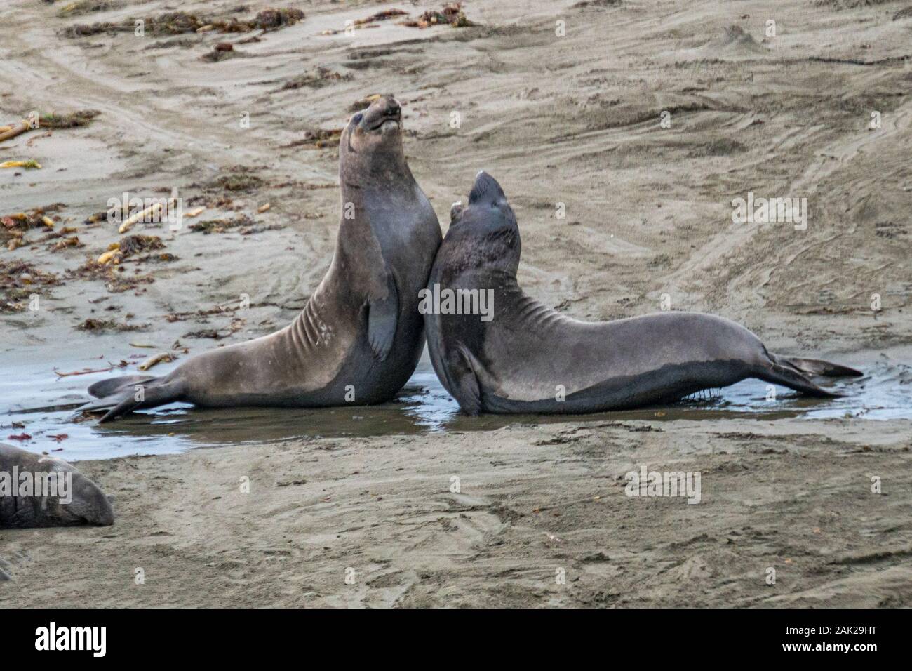 ( Mirounga angustirostris) Scene from the Northern Elephant Seal ...