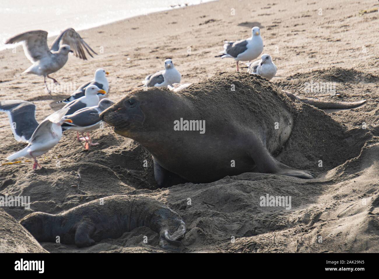 ( Mirounga angustirostris) Scene from the Northern Elephant Seal ...