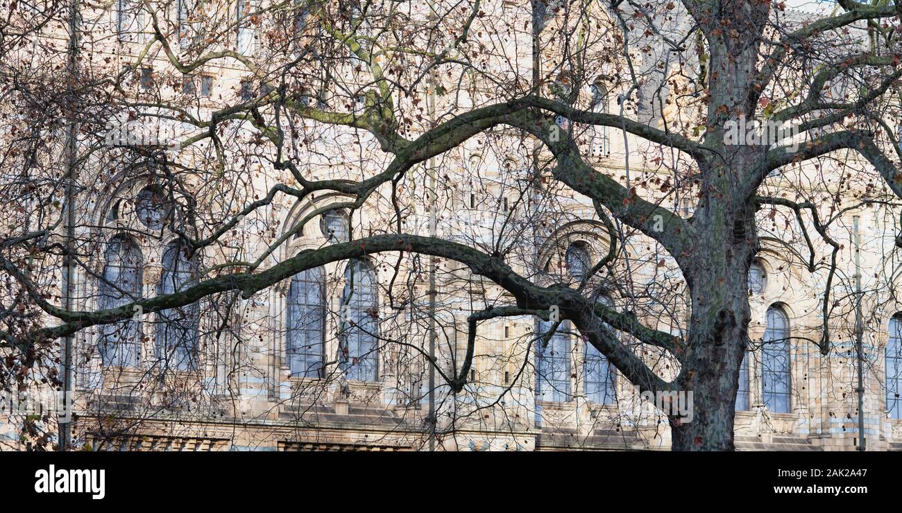 London plane tree in winter outside The Natural History Museum ...