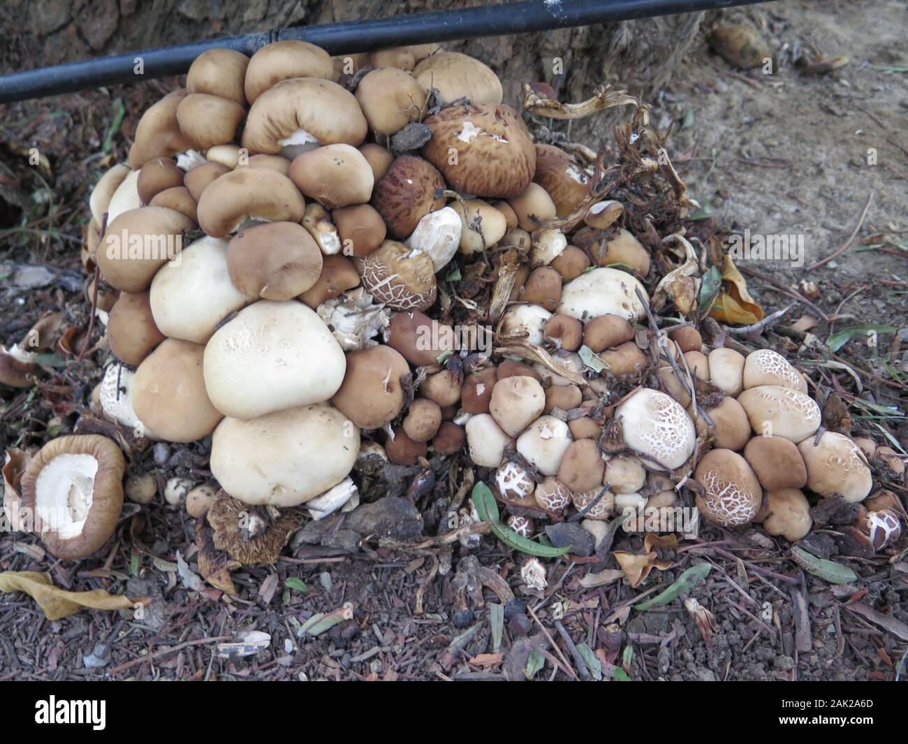 Burst mushrooms hi-res stock photography and images - Alamy